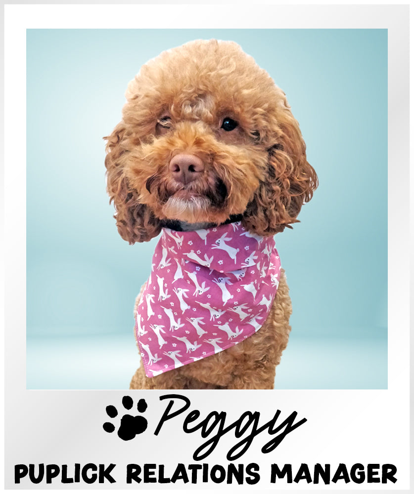 Meet The Team – Spoilt Rotten Pets